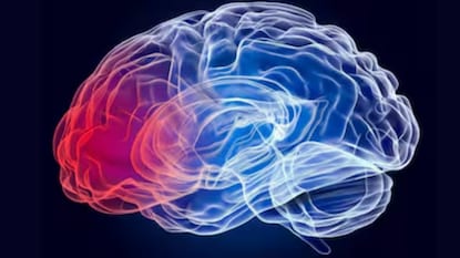 Brain Anatomy : మెదడులో బఠానీ గింజ సైజులో ఉండే గ్రంథి.. ఇది చేసే పనులు అన్నీ ఇన్నీ కావు! | లైఫ్ ...