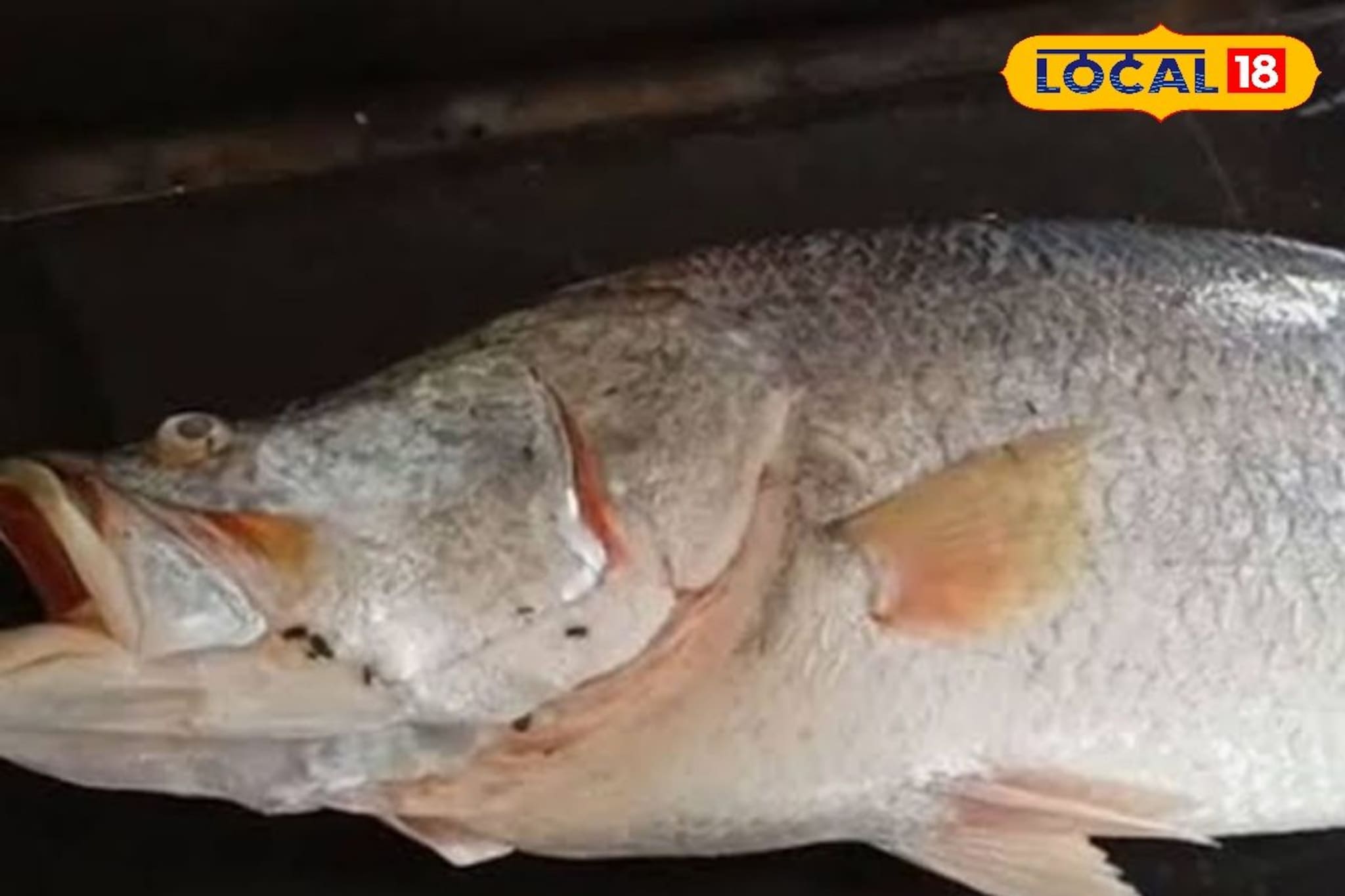 Bahubali Fish: మత్స్యకారుడికి కాసుల పంట.. వలలో చిక్కిన 24 కేజీల ...