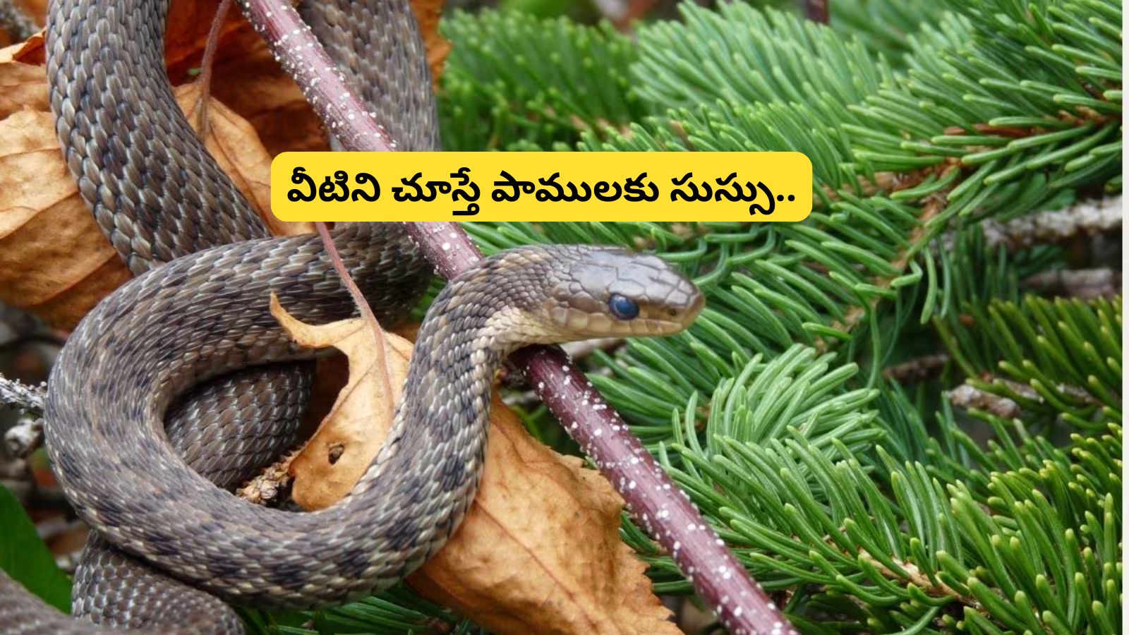 Snake repellents: పాములకు ఈ చెట్లను చూస్తే చచ్చేంత భయం.. వెంటనే మీ ...