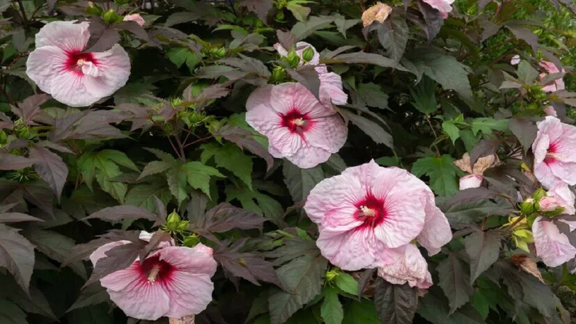 Hibiscus Flowering Tips: మందార చెట్టుకు పూలు రావట్లేదా? ఈ 6 టిప్స్ ...