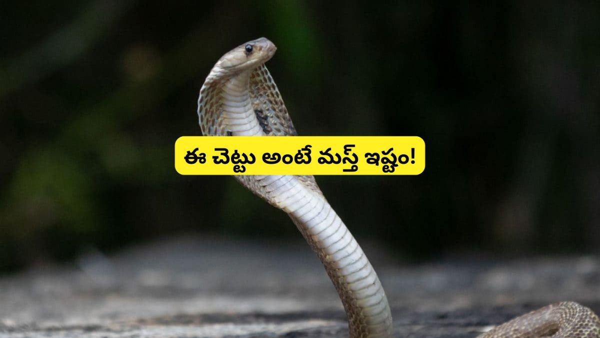 Snakes: ఈ మొక్కంటే పాములకు చచ్చేంత ఇష్టం.. మీ ఇంటి చుట్టూ ఉంటే వెంటనే ...