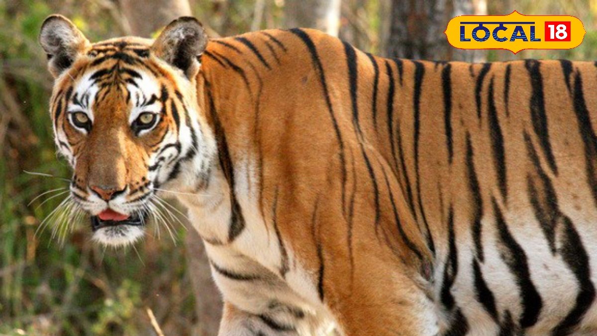 Tiger spotted in Kakinada district causing panic among residents ...