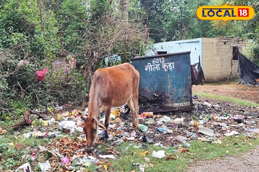 Pica Disease In Cattle: మీ ఆవులు, గేదెలు ప్లాస్టిక్, తోలు , కాటన్ ...