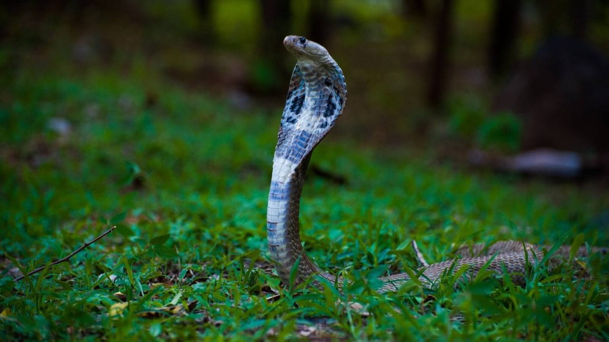 Snakes in Hyderabad: హైదరాబాద్‌ మొత్తం నాగు పాములే.. పదేళ్లలో ఎన్ని ...
