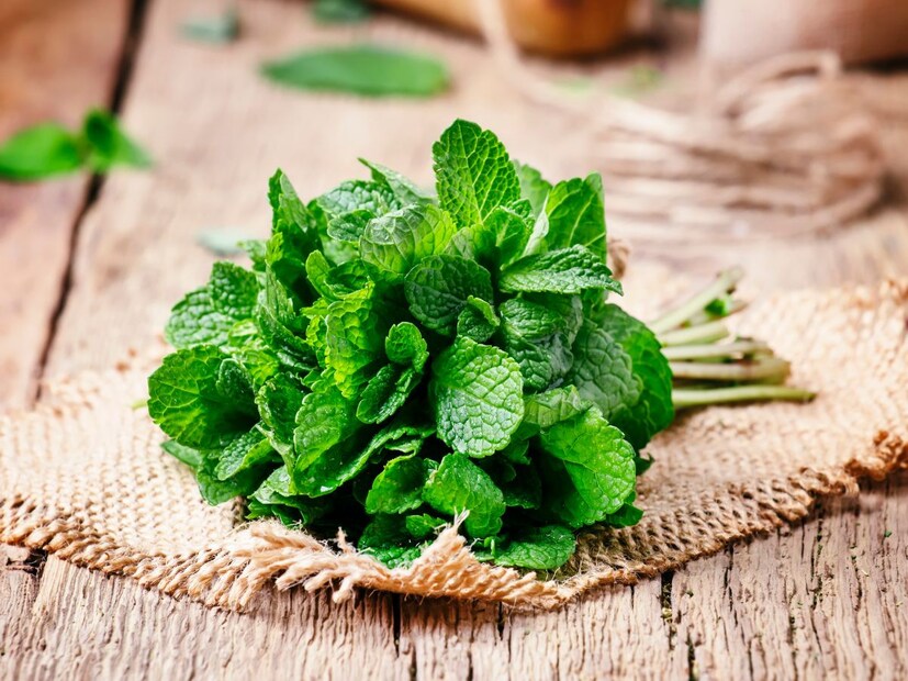 7 Medicinal Plants: ఈ 7 మొక్కలు ఇంట్లో పెంచితే వాసనకే జబ్బులు మాయం ...