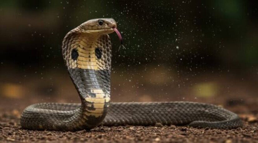Snake: పాము కాటేయడం కాదు అతడ్ని కట్టిపడేసింది.. నాగబంధం అంటే ఇదేనేమో ...