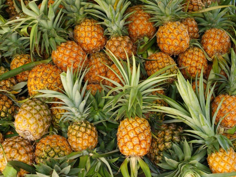 Pinapple Capital of India: భారతదేశంలో 'పైనాఫిల్ రాజధాని' అని ఏ నగరాన్ని ...