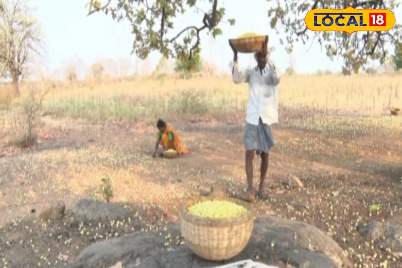 అడవుల్లో పరిమళాల పండుగ.. గిరిజనులకు కల్పతరువుగా ఇప్పపువ్వు ...