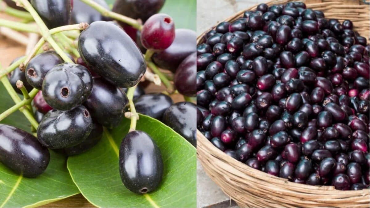Jamun Fruit: పొరపాటున కూడా నేరేడు పండ్లను ఇలా ఫ్రిజ్జ్‌లో పెట్టొద్దు ...