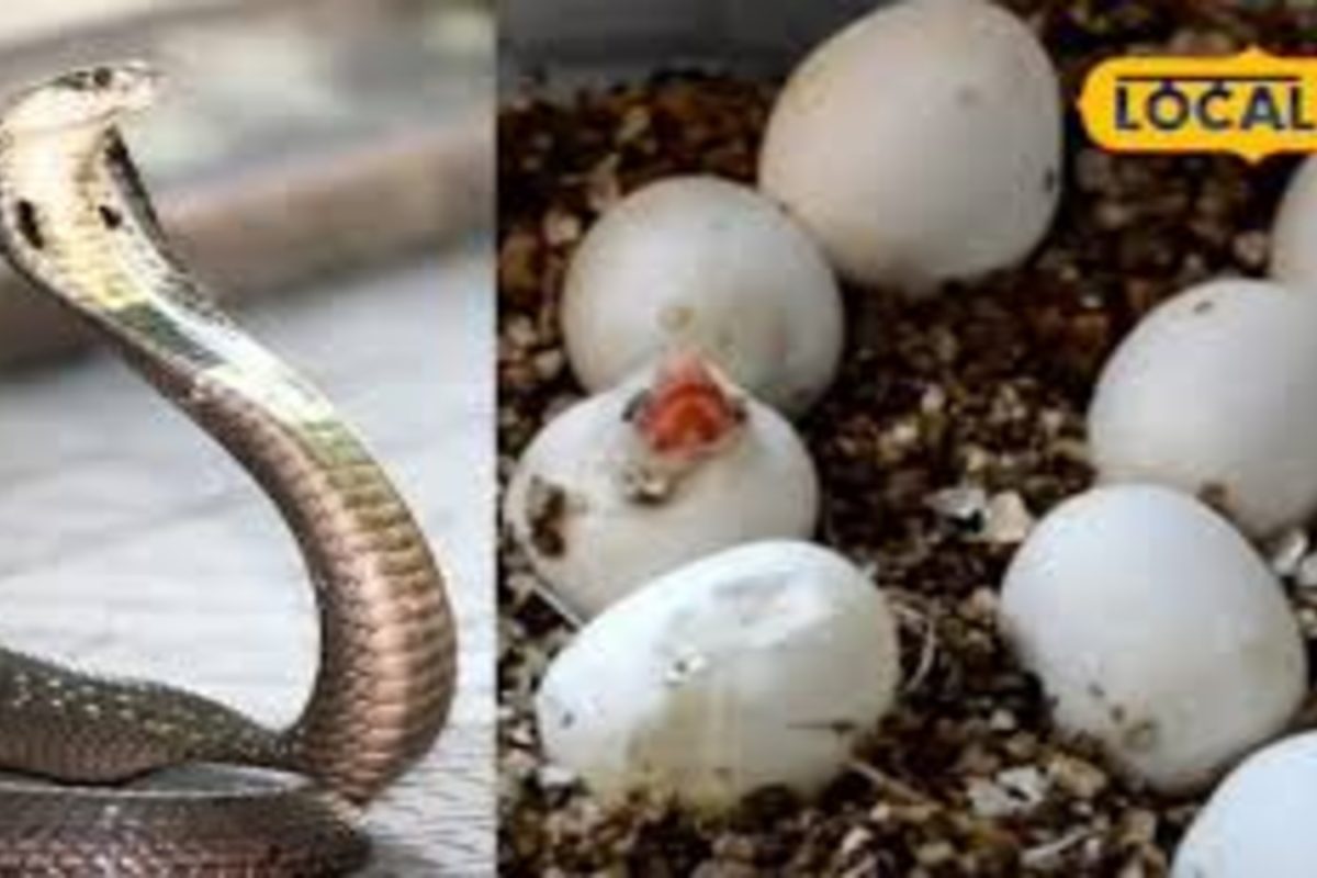 విద్యార్థులకు గుడ్ న్యూస్.. భారీ బుక్ ఫెయిర్, కిలోల వారీగా పుస్తకాల ...