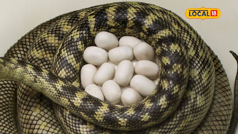 Snake: రహస్య ప్రపంచం.. కింగ్ కోబ్రా చేసే అద్భుతం.. మరే పాముకి లేని ...