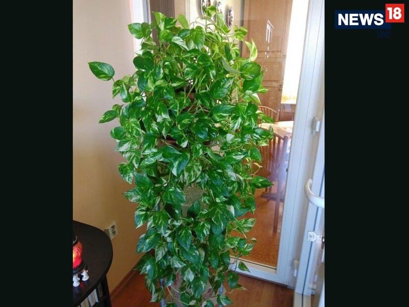 Money Plant Tips: మనీ ప్లాంట్ ఆకులు పసుపుగా మారితే నిర్లక్ష్యం చేయొద్దు ...