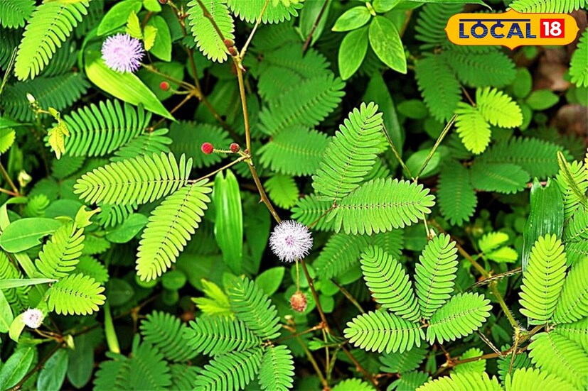 Mimosa Pudica: పిచ్చి మొక్క అనుకుంటే పొరపాటే.. ముట్టుకుంటే ముడుచుకునే ...