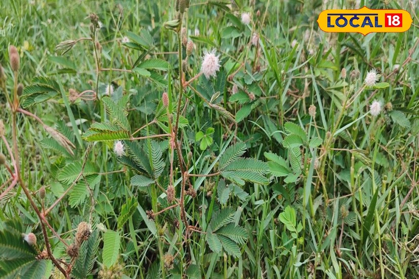 Mimosa Pudica: పిచ్చి మొక్క అనుకుంటే పొరపాటే.. ముట్టుకుంటే ముడుచుకునే ...