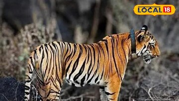 Tiger Viral Video: ఇదేం సైకో పులిరా బాబు.. చంపేసి తిండి మానేసి దాంతో ...