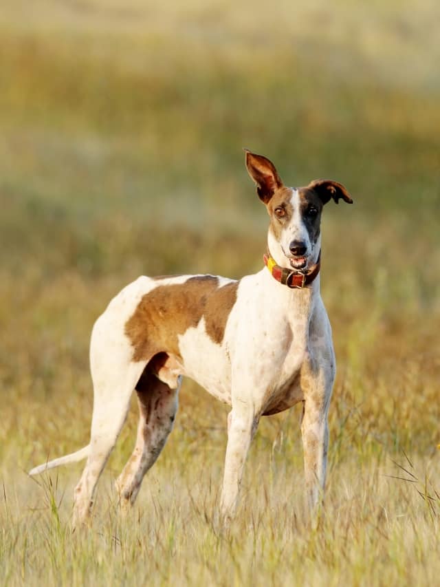 Mudhol to Combai — lesser known dog breeds native to India