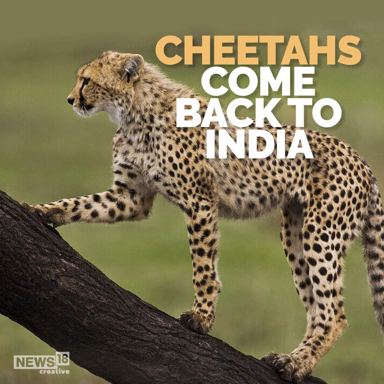 Cheetahs in India: A peek into the Cheetah reintroduction project