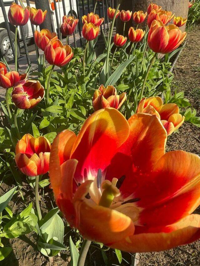 5 Beautiful Tulip Flowers for Your Garden