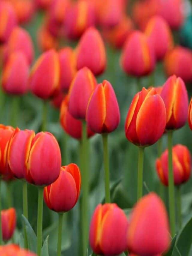 Kashmir's Tulip Garden Opens For Public: Details here