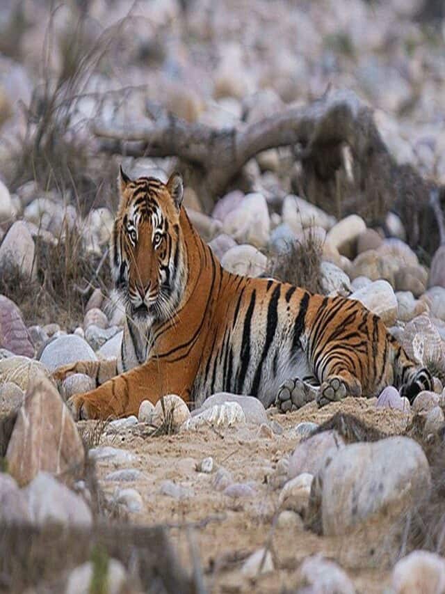 World Wildlife Day: 10 National Parks in India you must visit