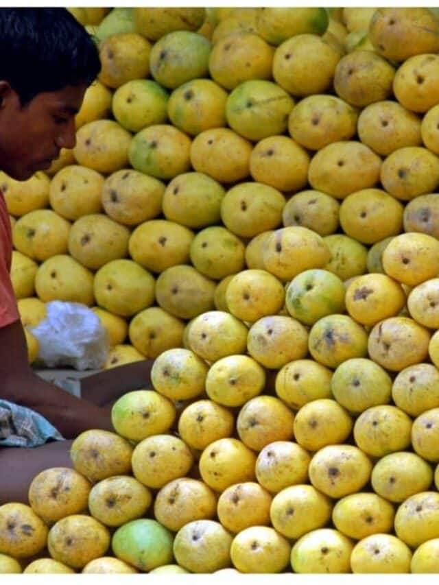 The mango map of India