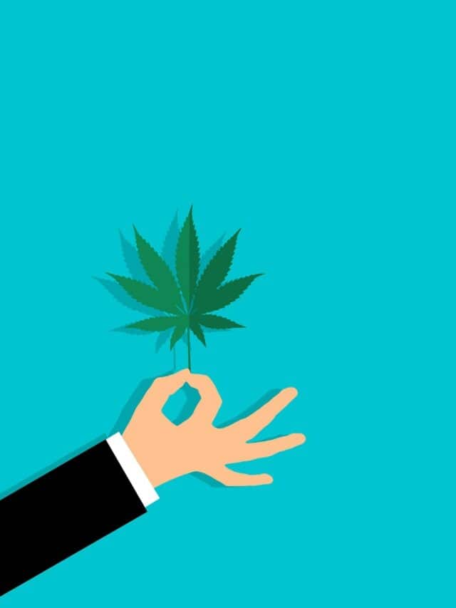 Bombay HC clarifies how marijuana should be weighed; check details