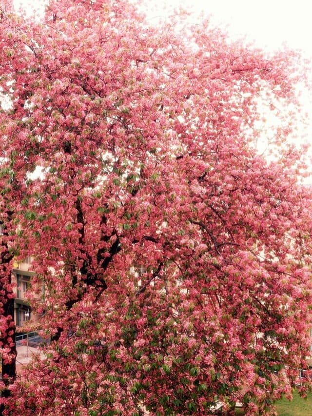 Best places in India to experience cherry blossom season