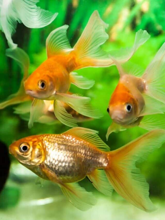 एक मछली बना सकती है आपको लखपति, जानिए कैसे