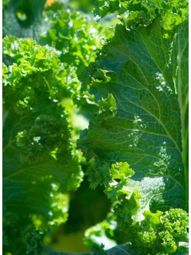 10 Leafy Green Plants You Must Grow In Your Garden