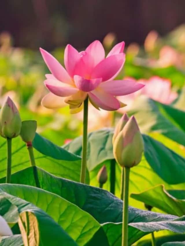 National Flowers of Countries