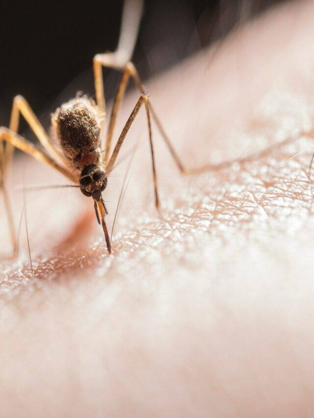 10 Blood-Sucking Insects