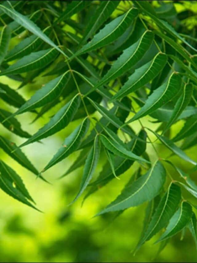 নিমপাতা কেন তেতো হয়?