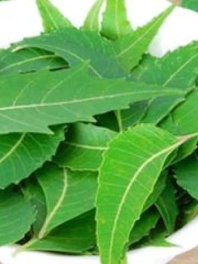 7 Multi-Faceted Usage Of Neem
