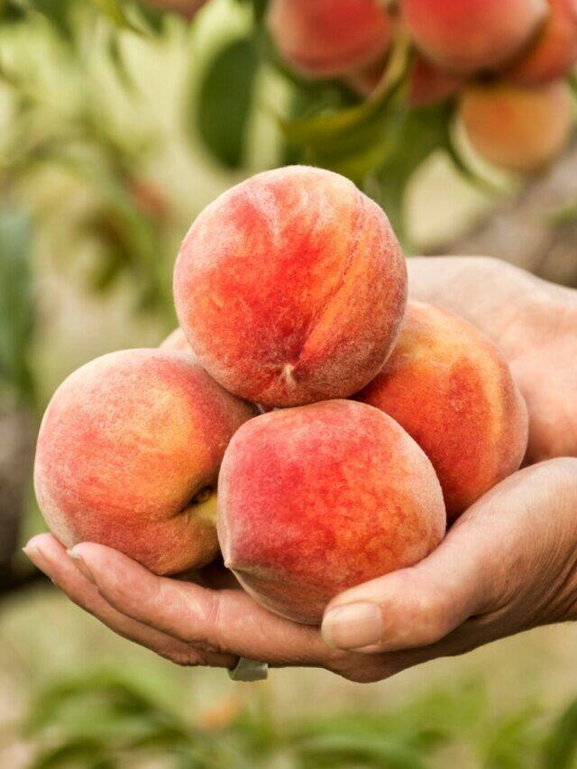 7 Benefits Of Consuming Peaches