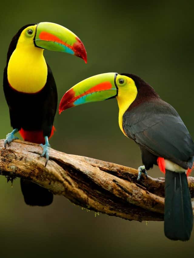 8 Animals That Can Walk On Two Legs