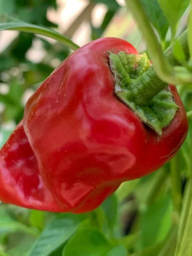 10 Tips To Grow Chilli Plant At Home