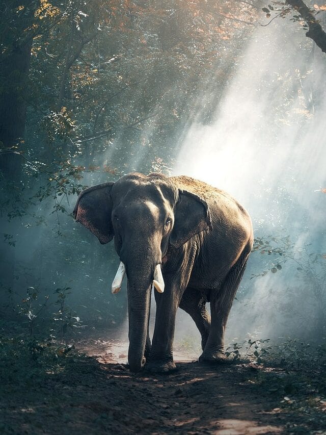 10 Most Venomous Animals On Earth