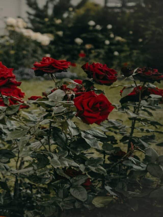 5 Easy Gardening Tips to Grow Roses At Home