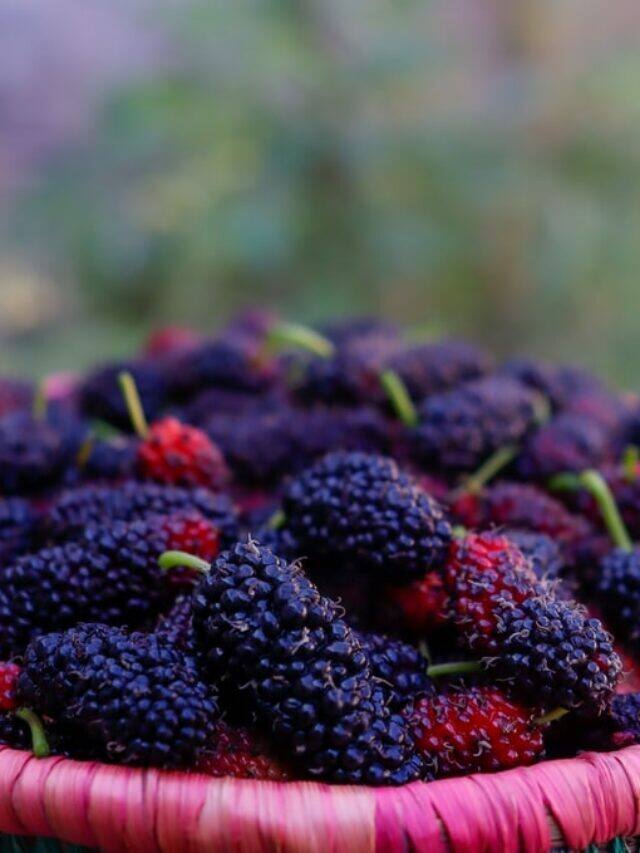 7 Benefits Of Consuming Mulberries