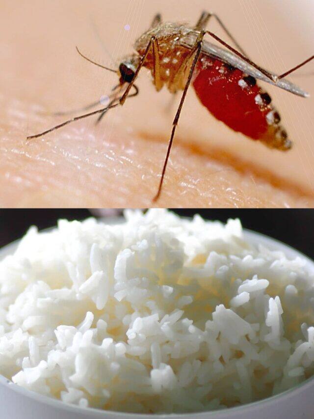 डेंग्यू झाल्यावर भात खावा की टाळावा?