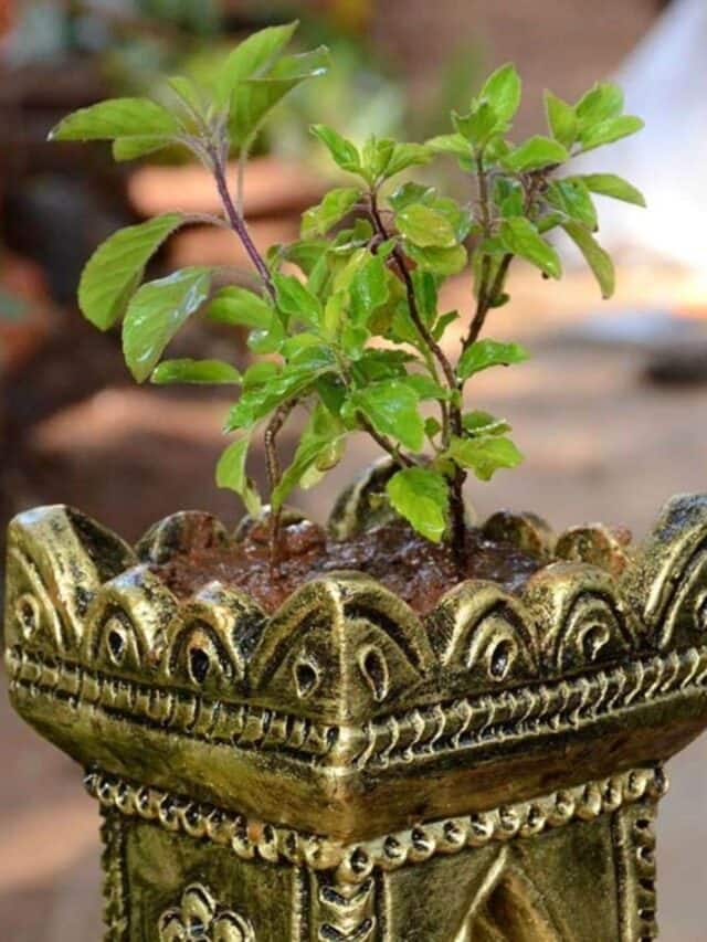 8 Positives of Having a Tulsi Plant in the House