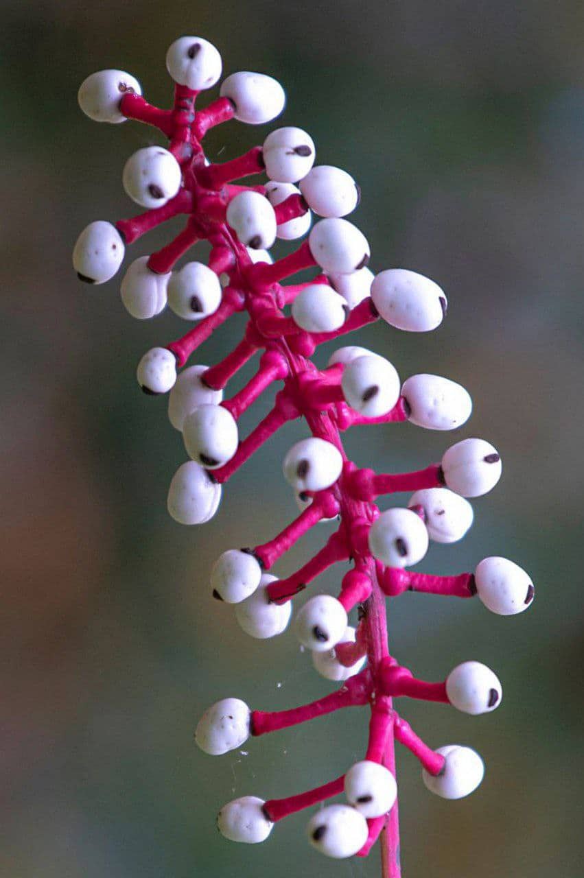 Plants That Look Like Humans