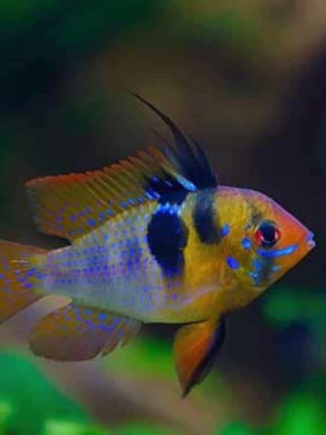 5 Colourful Fish For Your Aquarium