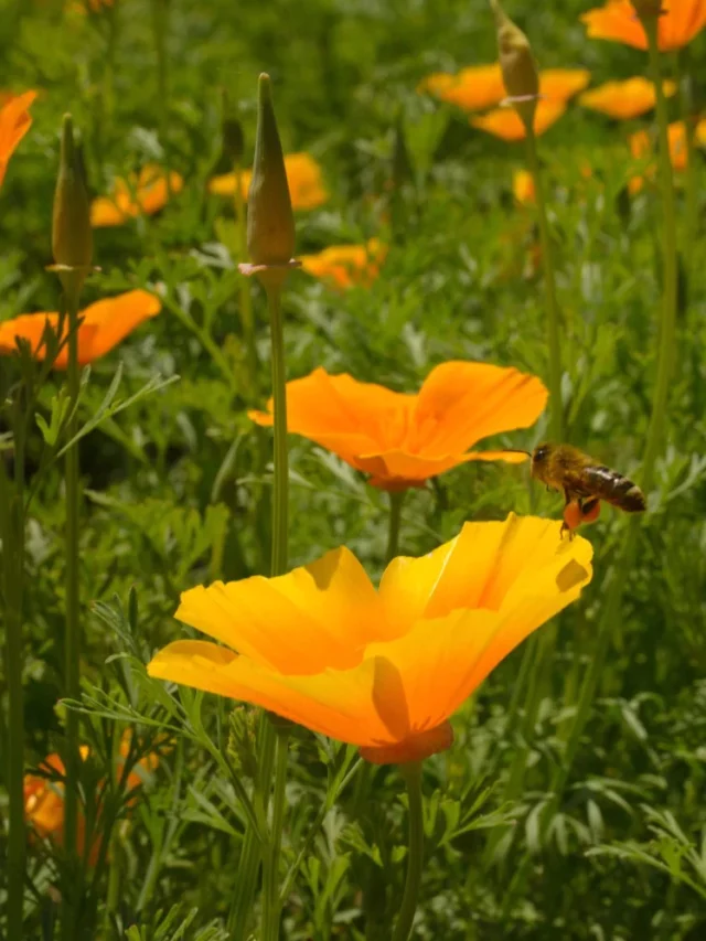 3 Flower Types That Open With the Sun