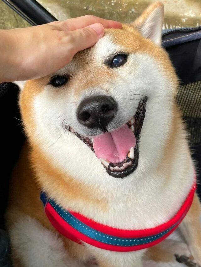 इंटरनेट मीम से फेमस होने वाले इस डॉगी की मौत, इलाज के दौरान तोड़ा दम