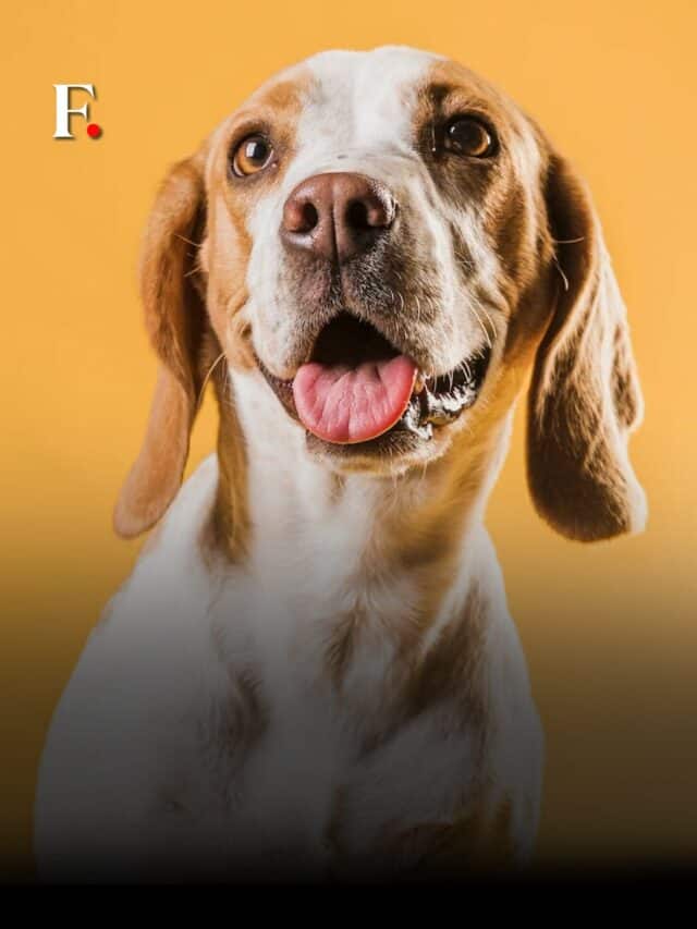 Steps to increase your dog’s lifespan