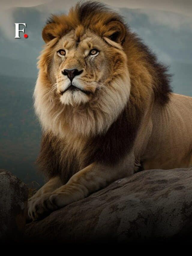 World Lion Day: Interesting Facts about lions