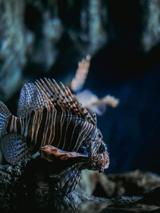 10 of the World's Most Dangerous Fish