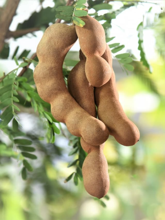 Health Benefits Of Tamarind: املی صحت کے لیے طاقتور ہے