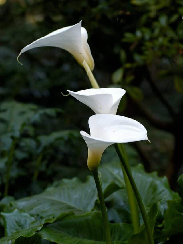 10 Types Of Colourful Flowers For Your Garden